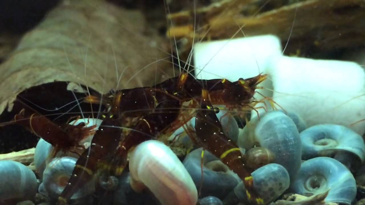 Sulawesi Shrimps - Caridina Spinata "Yellow Cheek" - YouTube
