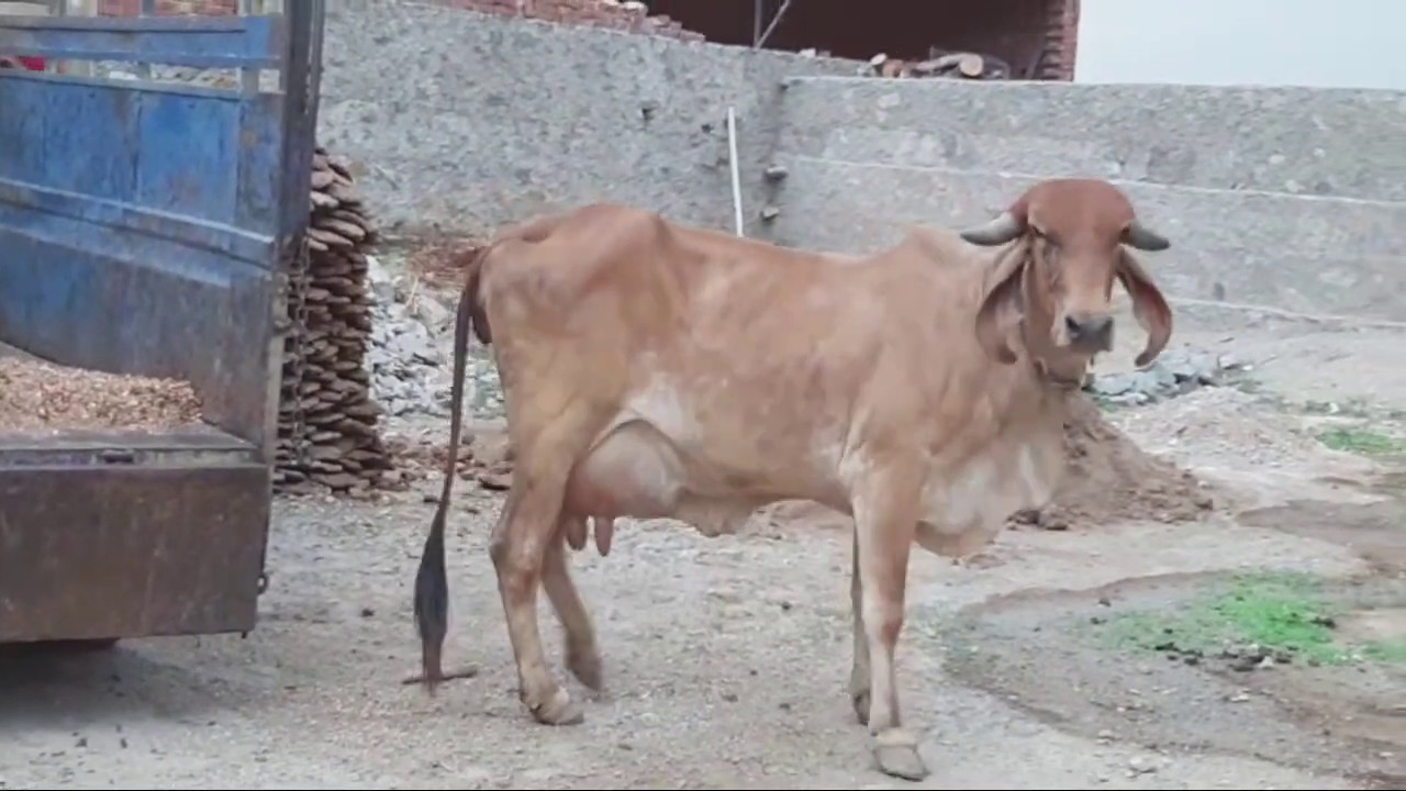 Gir Cow Aravali dairy Farm 9414745465 - YouTube