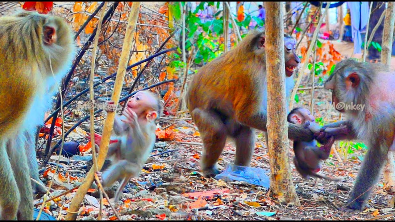 Sweetly..! Baby Jury is making a cute face to show to other monkeys ...