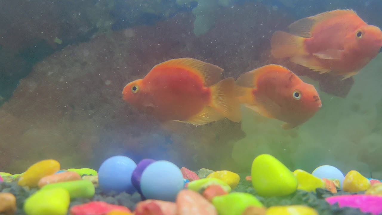 Blood parrot and koi fish - YouTube