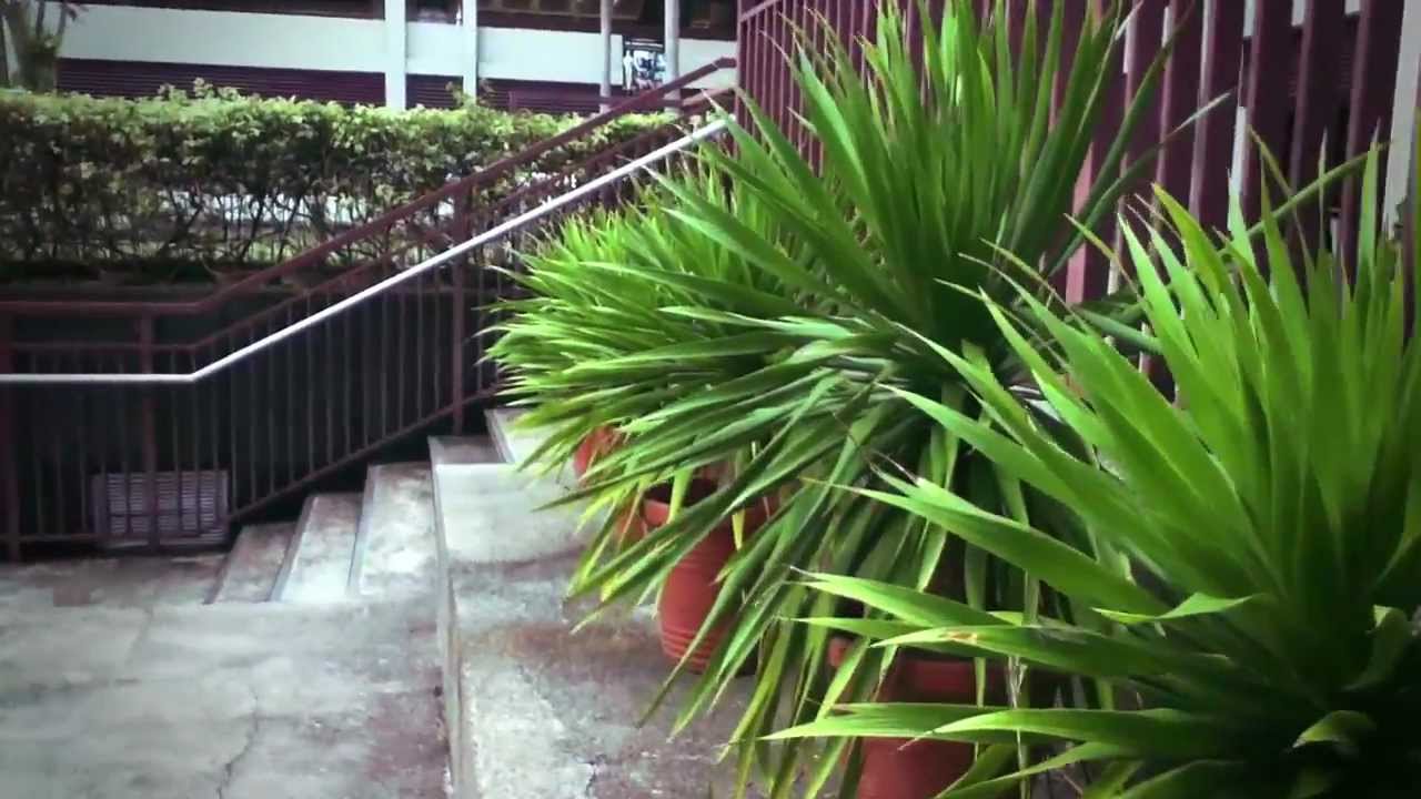 Nature Montage - YouTube