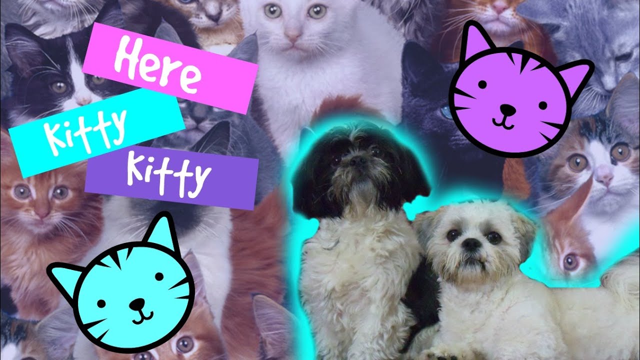 Here Kitty Kitty - YouTube