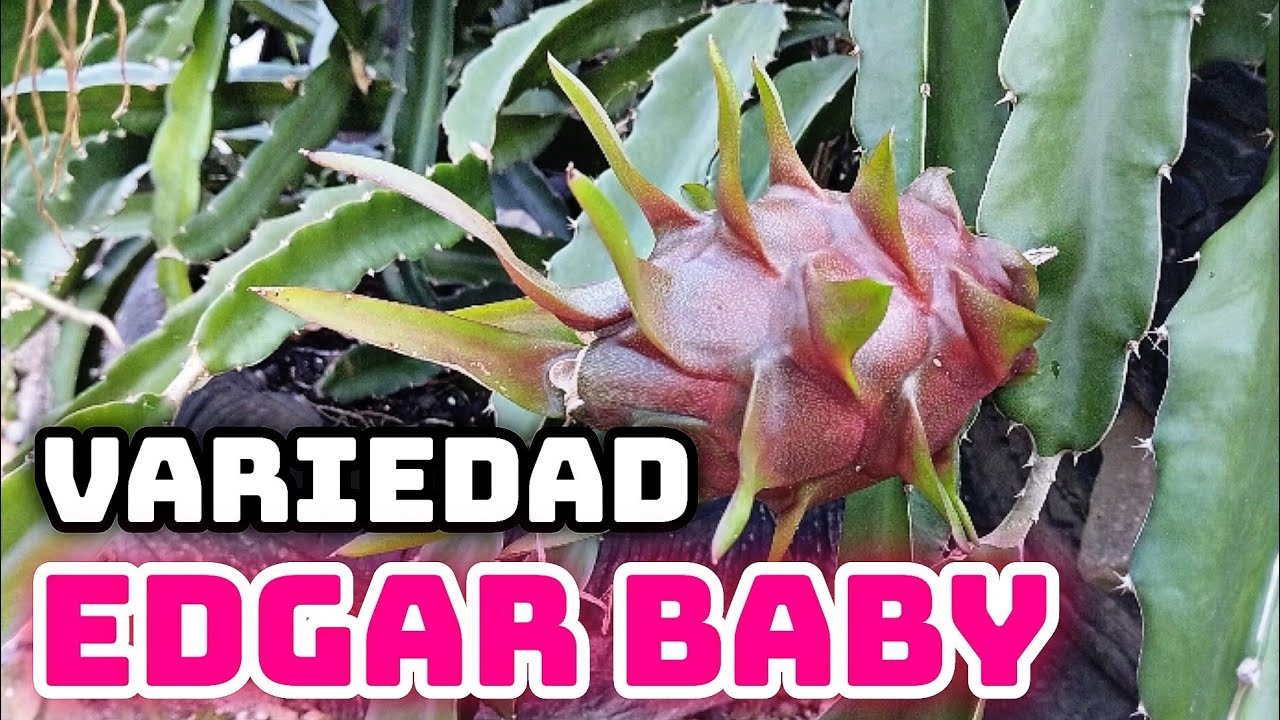 MIRA ESTA Variedad De Pitahaya Edgar Baby ( Fruta Del Dragon ) - YouTube