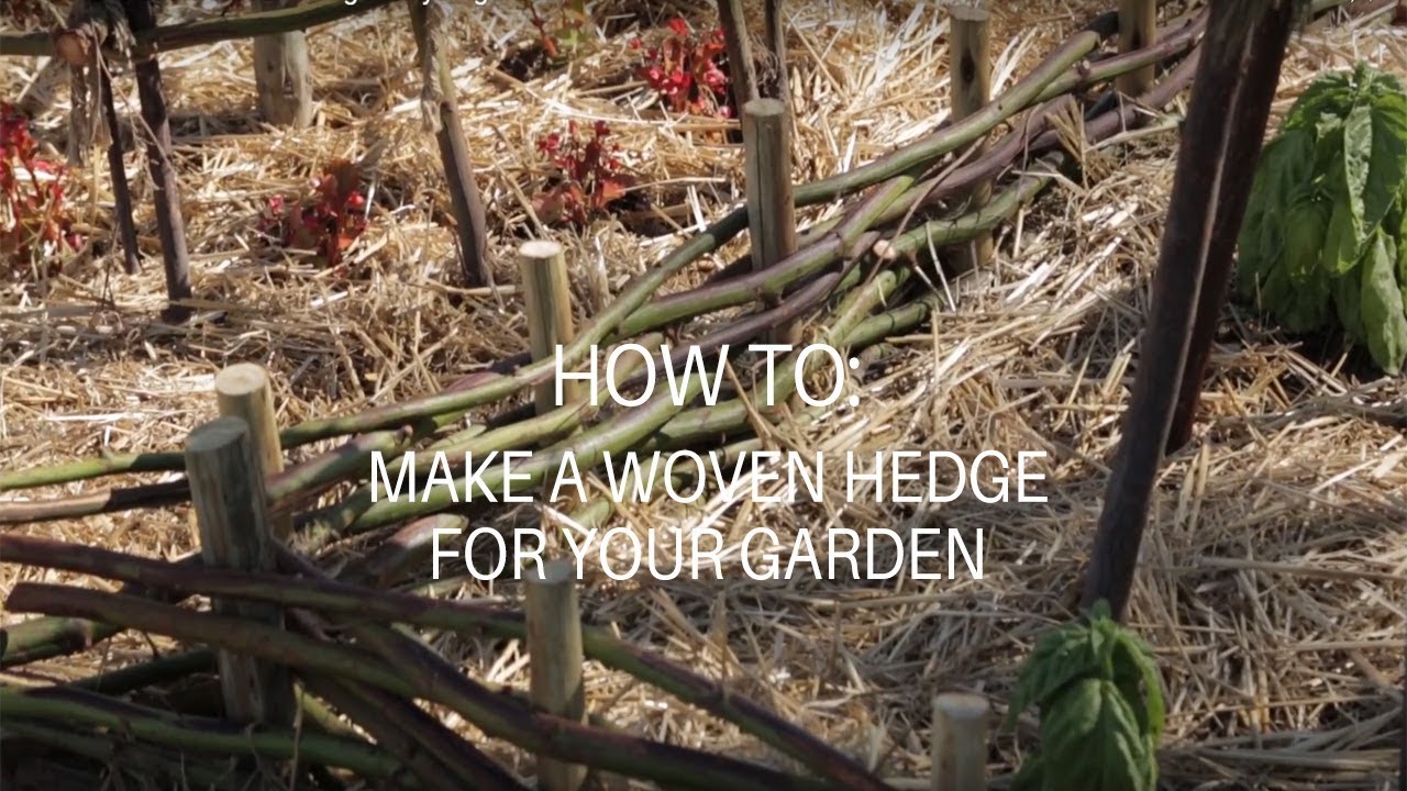 How To: Make a Woven Hedge for Your Garden - YouTube