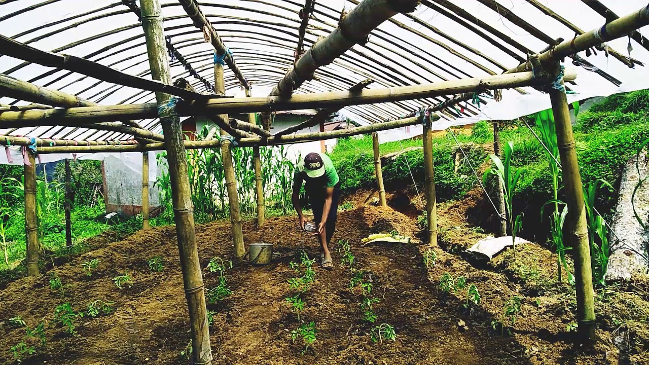 Devraj paudel tomater hote vido 20 20 - YouTube