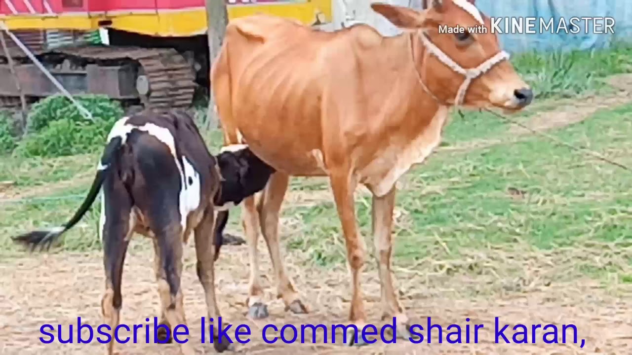 Kids cow videos / kids cow video with mooing sound without music / kids ...