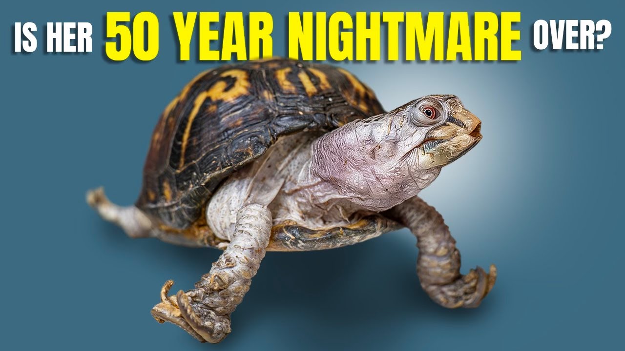 Kitchen Floor Turtle Fed Cat Food for 50 Years: Can We Save Little ...