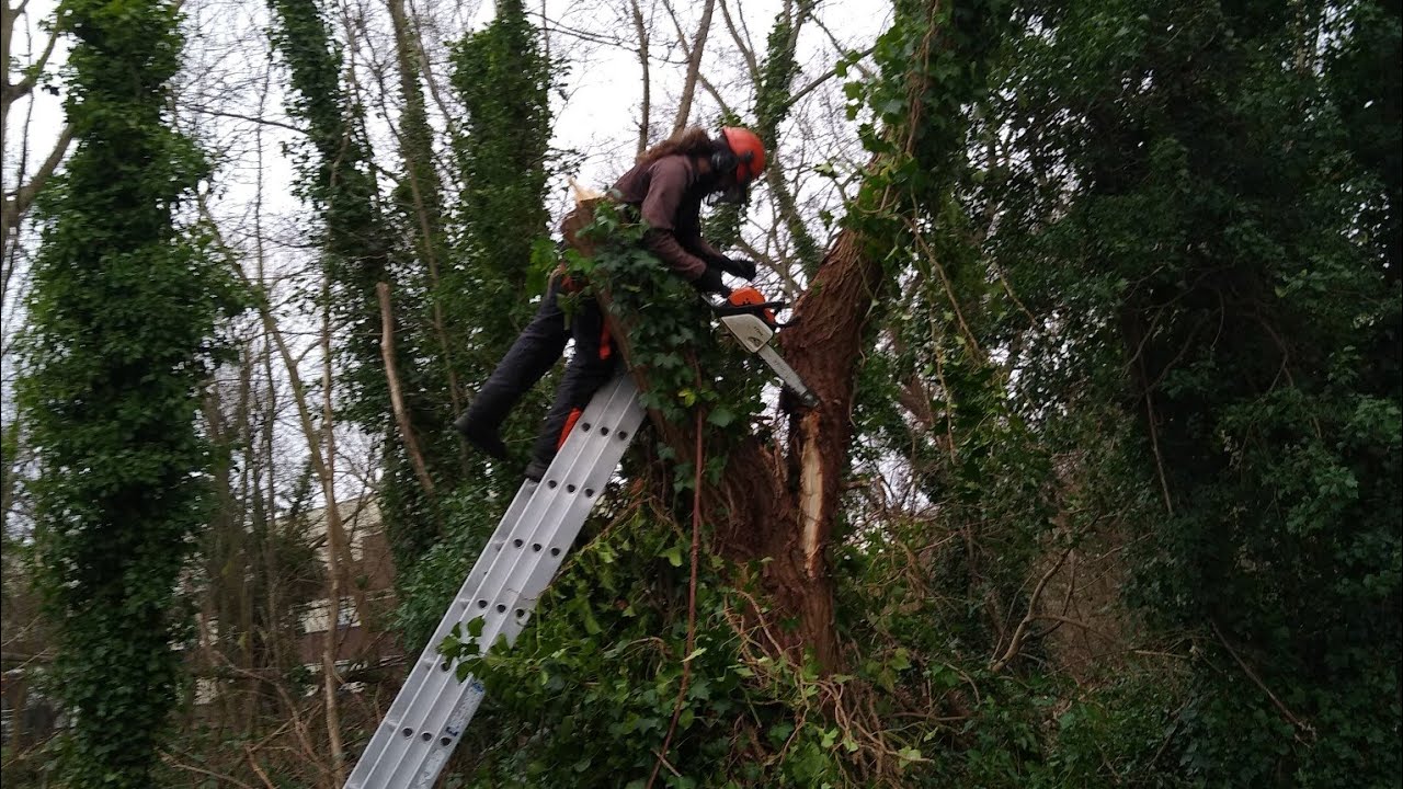 Part 2 more tree defects - YouTube