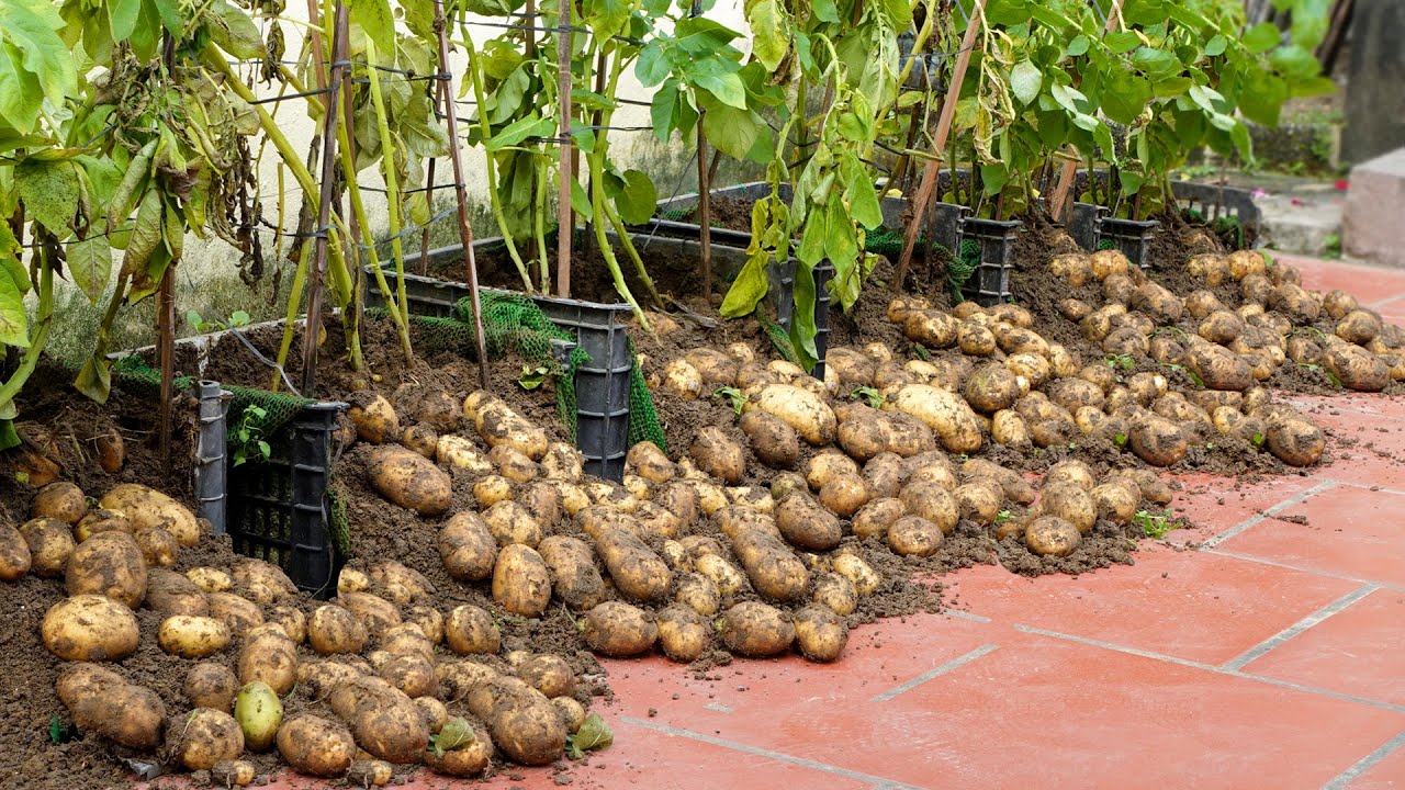 Too Surprised! How I Make Potatoes For Lots of Tubers, Simple But ...