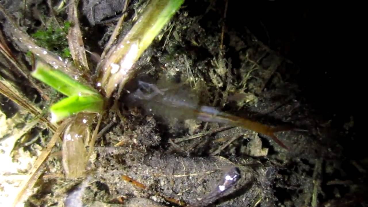 Fairy Shrimp (Eubranchipus vernalis) and young in a Vernal Pool: Rare ...