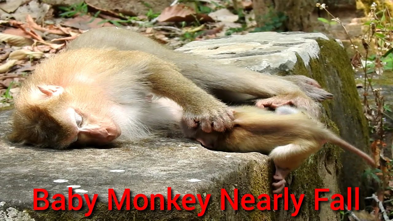 Baby Monkey Nearly Fall, Monkey Pull Baby Back - YouTube