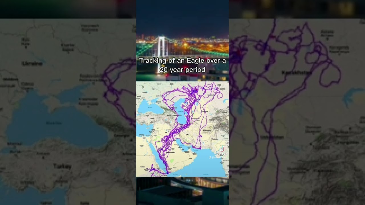 Tracking of an Eagle over a 20 year period #geography #maps #science # ...