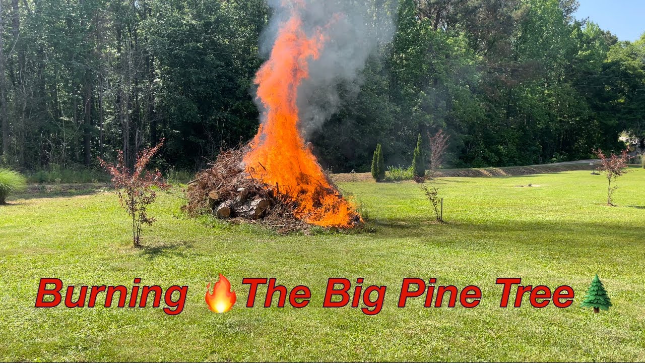 Burning 🔥 The Big Pine Tree 🌲 - YouTube