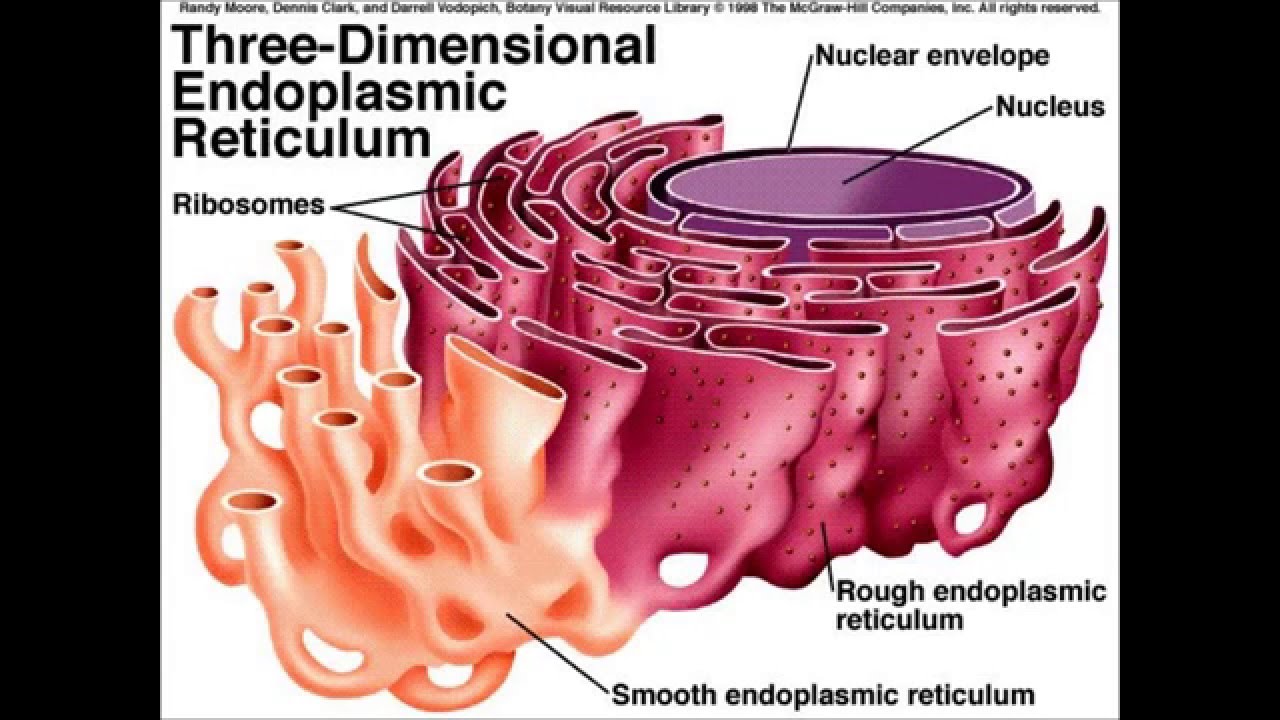 Anatomy Project - Cell Structures - YouTube