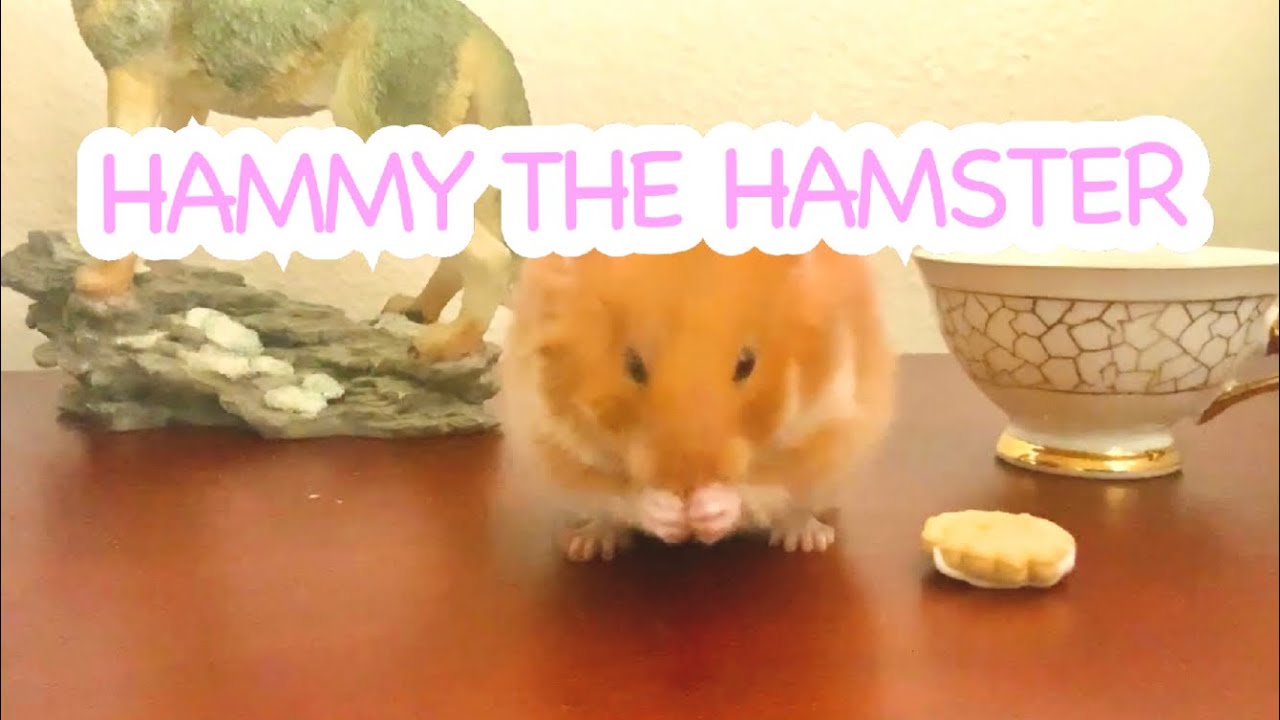 Hammy the hamster 🐹 (ft- Walter My cat) - YouTube
