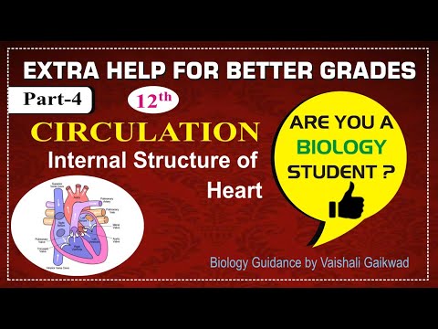 Internal structure of human heart,12th biology in topic Respiration and ...
