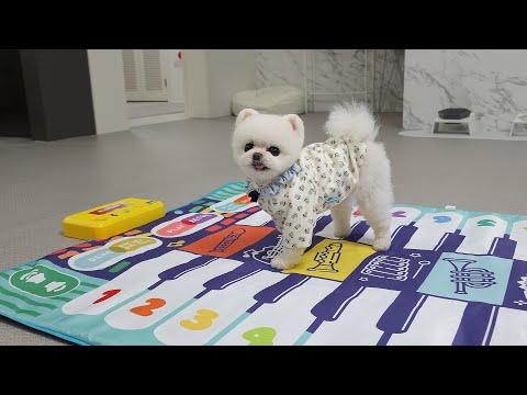 What this cute puppy did while her mom was napping