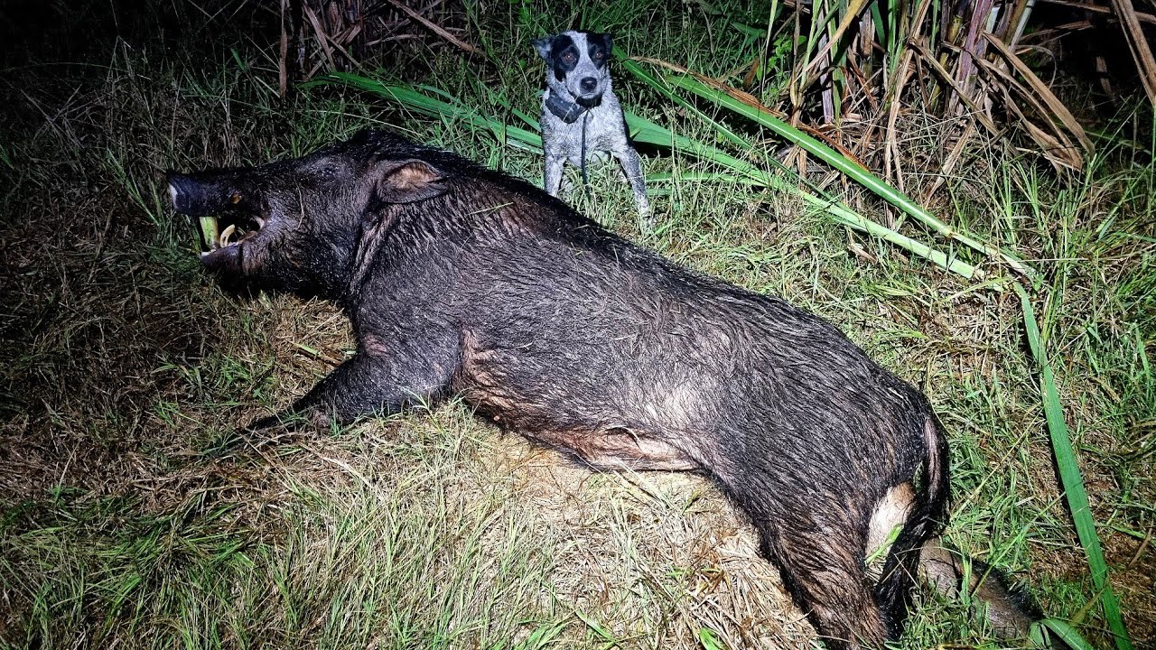 Biggest Sugarcane Pig Competition, Beaus Boars n Barra vs Cane Pig ...