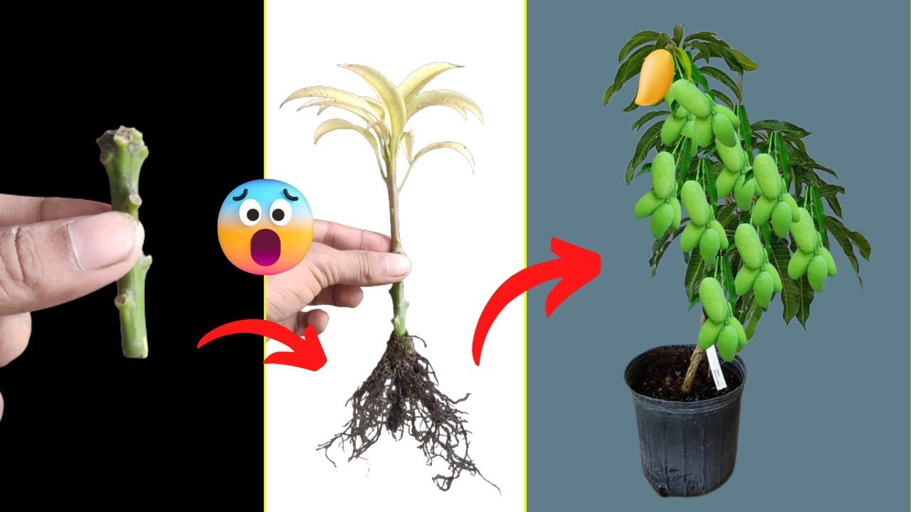 Best Skill How to grow mango tree from mango branch || Mango trees are ...