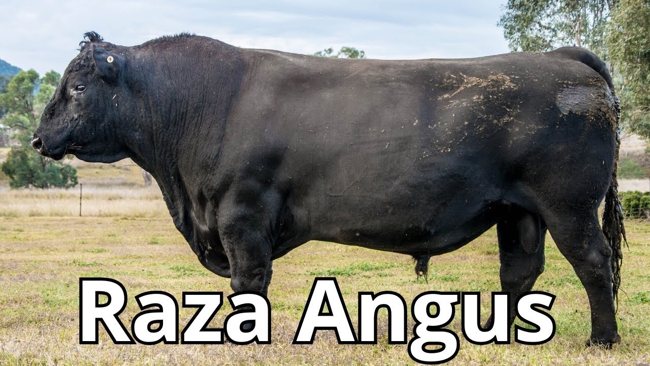 Raza de Ganado Angus: Descubriendo su Origen, Características y ...