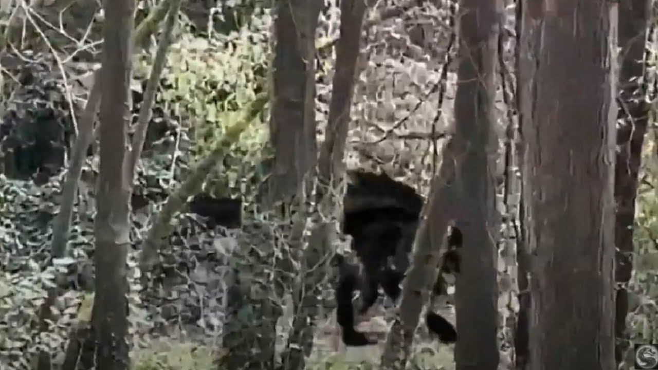 5 Creepy forest Alien creature sighting - Paranormal TOP 5 - YouTube