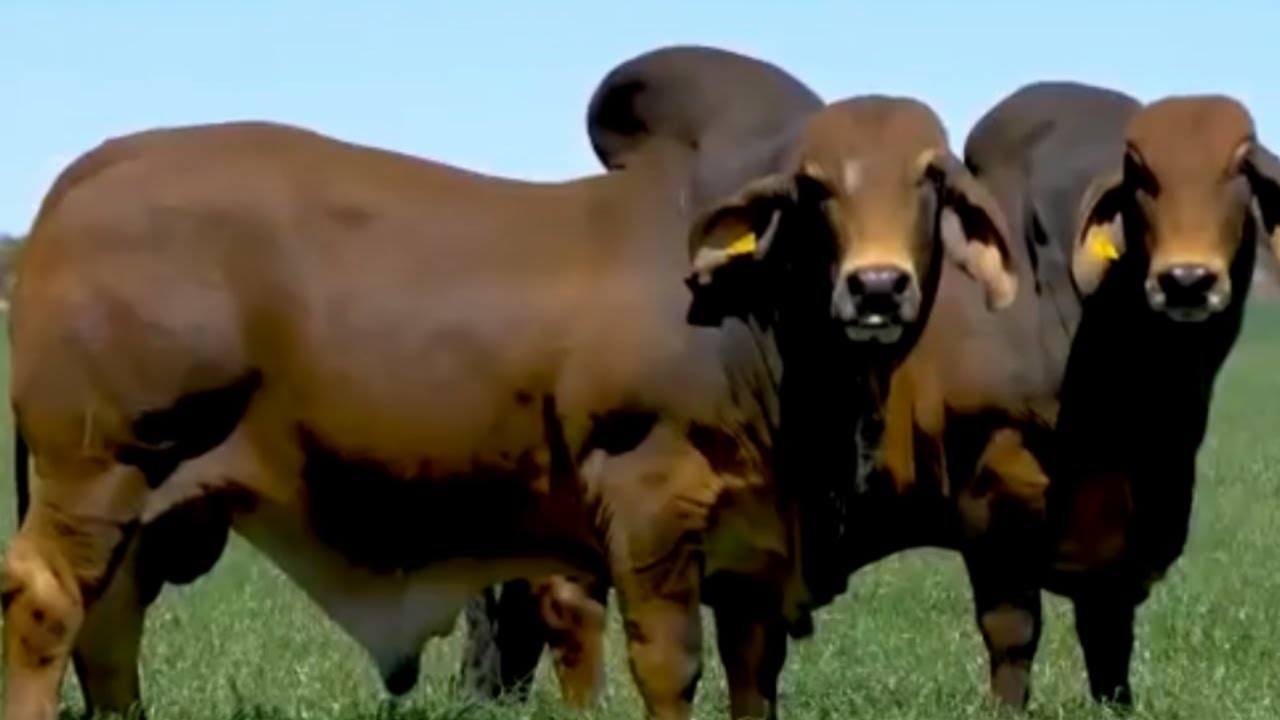 7 Most Biggest Bull Breeds Of The World - agricultural world - YouTube