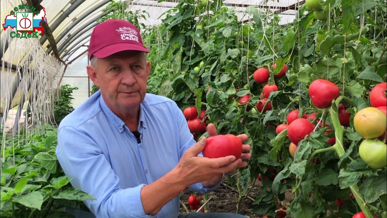 Розовые и большие! Крупноплодные сорта томатов. Посмотрите наш обзор ...