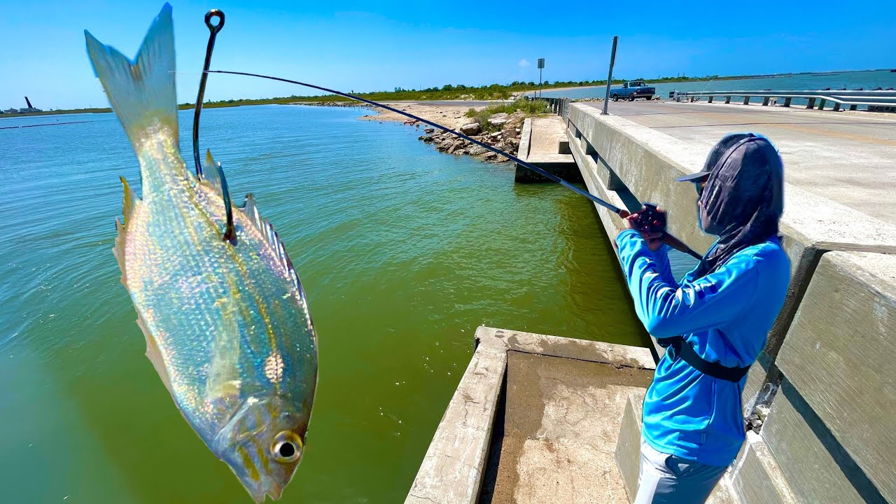 Tossing LIVE BAIT Fish Under Bridge For Speckled Trout! - YouTube