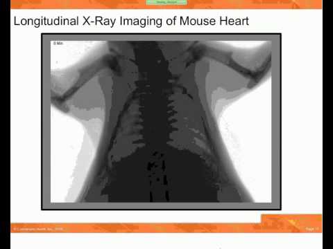 Utilizing A High Resolution X-Ray System For Basic And Preclinical ...