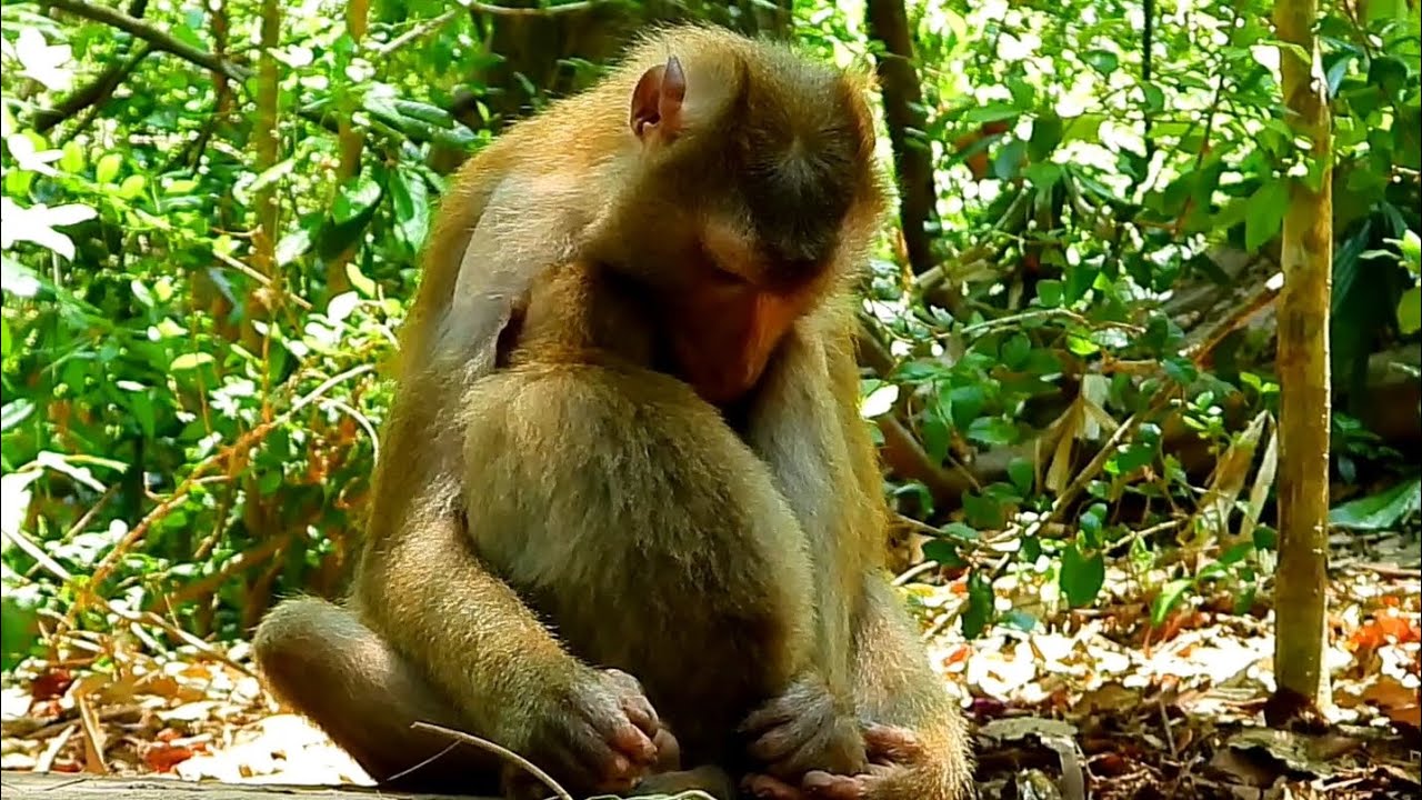 Surprise little monkey Rainbow comes to take a heart of mommy monkey ...