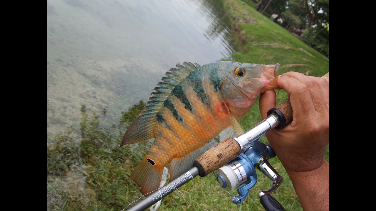 1st wild caught Cichlid eating Fruit Berry Penfishingrods.com - YouTube