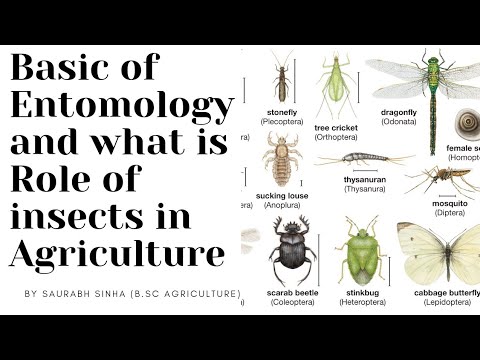 What is Entomology !! All Details Of Entomology - YouTube