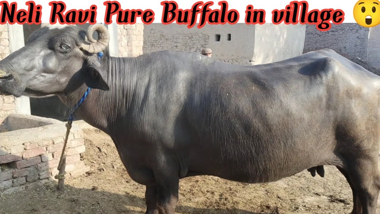 Neli Ravi Buffalo in village #1000subscriber #youtube #viral #video ...