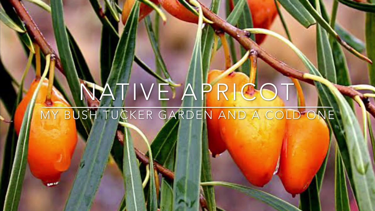 Bush Tucker Garden - Gumby Gumby / Native Apricot - YouTube