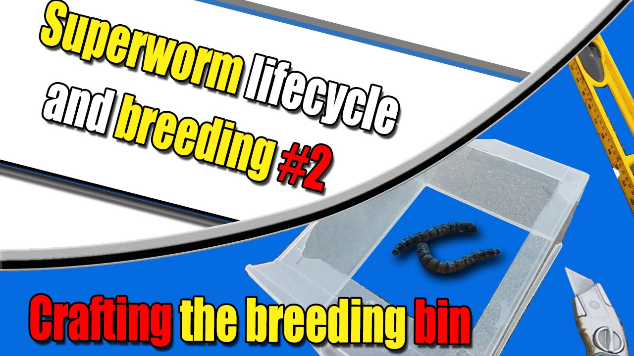 Superworm Lifecycle #2 | Crafting the Breeding Box - YouTube