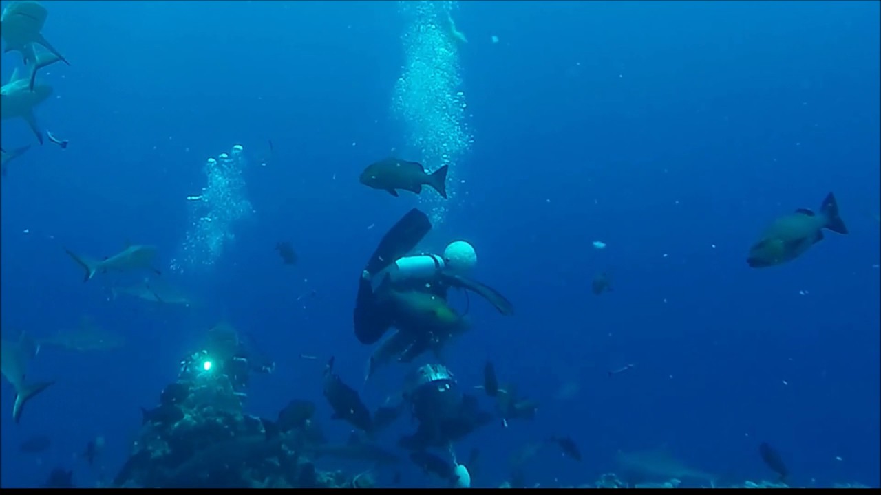 Shark Feeding Frenzy, North Horn of Osprey Reef, Coral Sea - YouTube