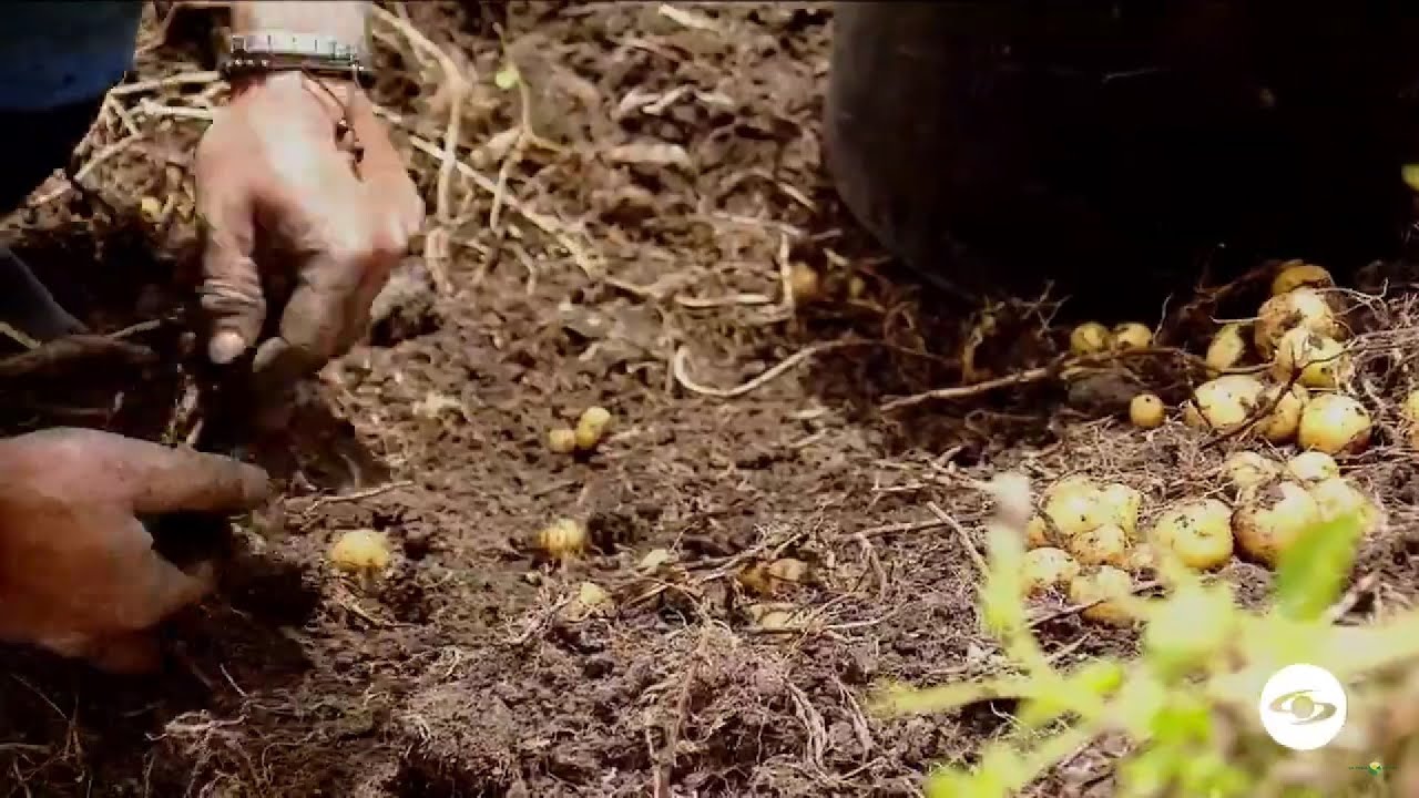 Papa criolla: la variedad preferida por los colombianos por su sabor ...