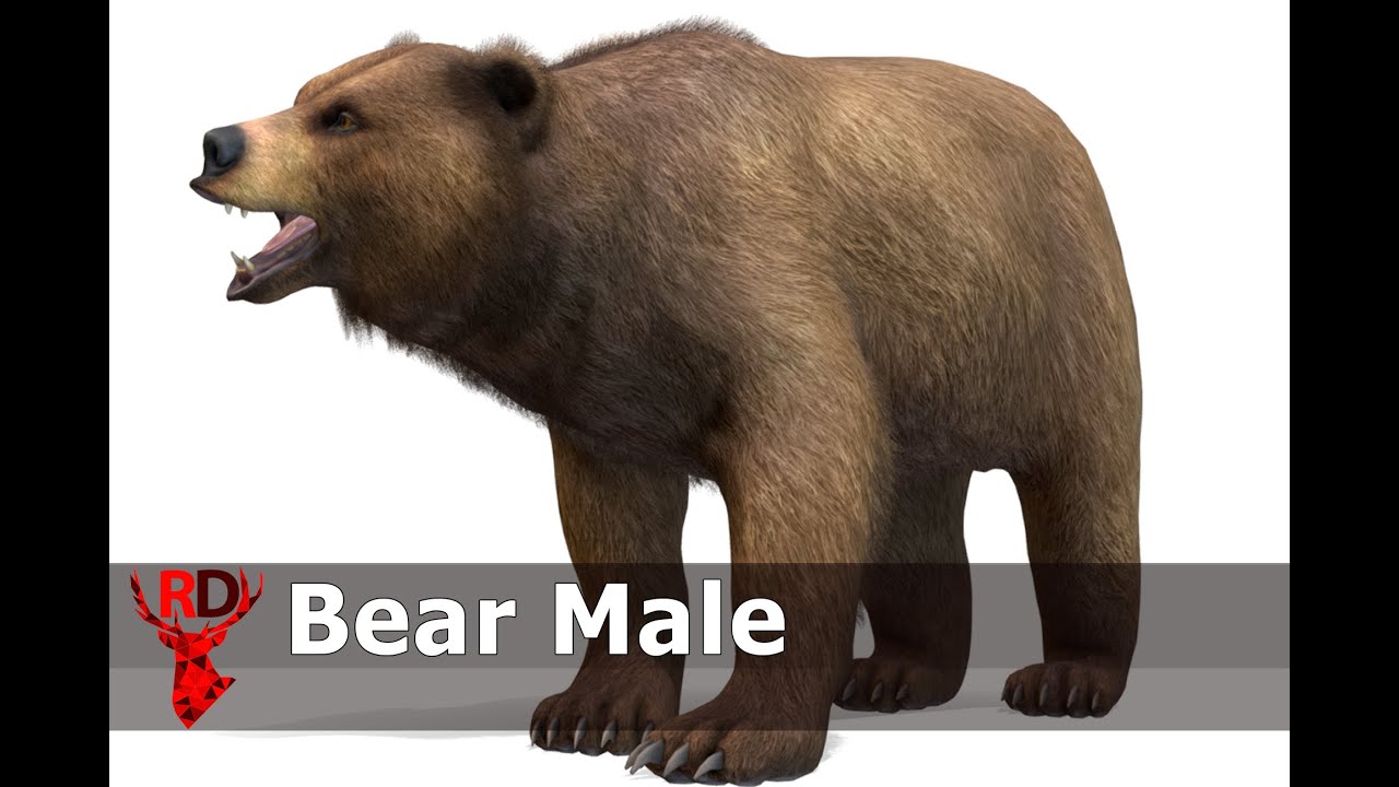 BEAR Male Animations - YouTube
