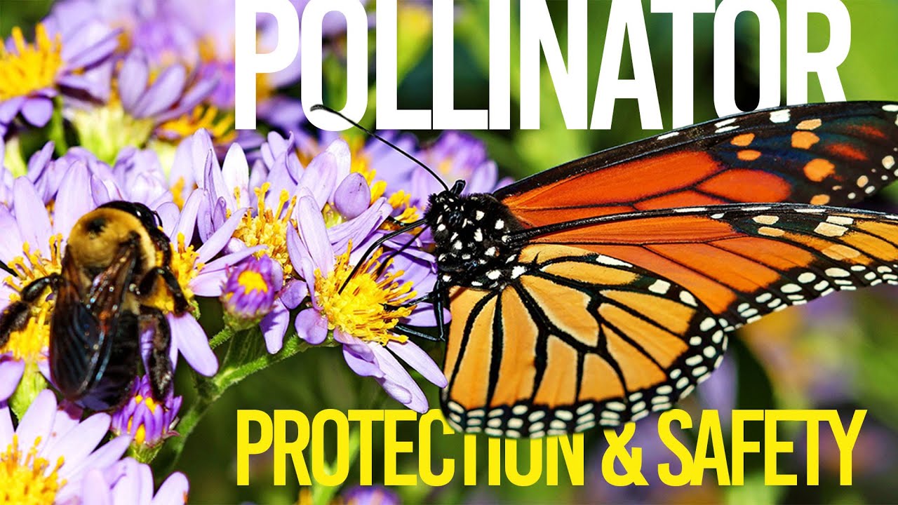Pollinator Protection and Safety - YouTube