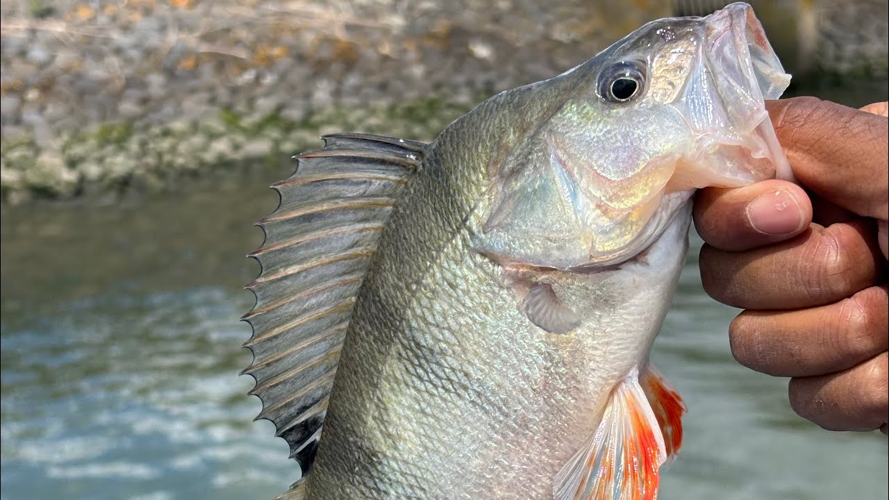 Video gecrashed! - YouTube