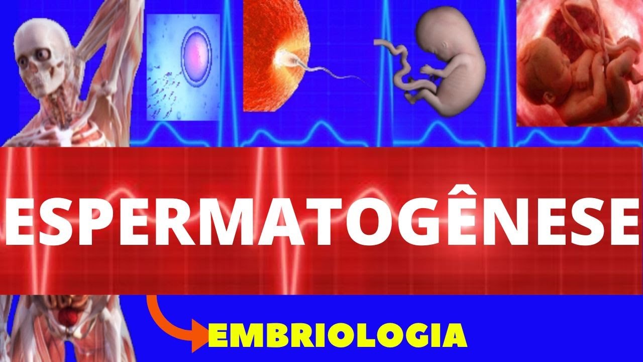 ESPERMATOGÊNESE (GAMETOGÊNESE) - FORMAÇÃO DO ESPERMATOZOIDE - GAMETA ...