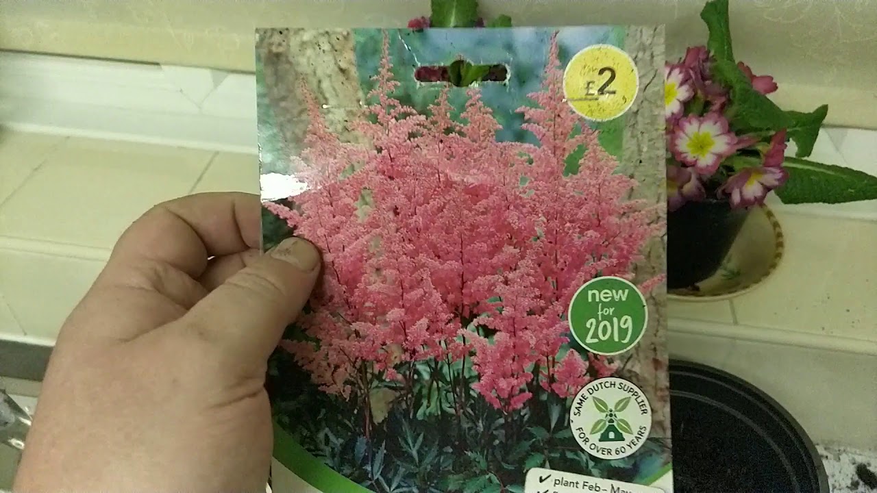 Growing bare root ASTILBE PART I - YouTube