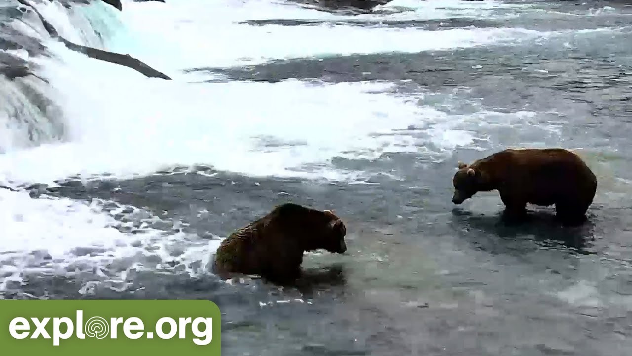 Bear 856 Displaces 747 from the Jacuzzi - YouTube