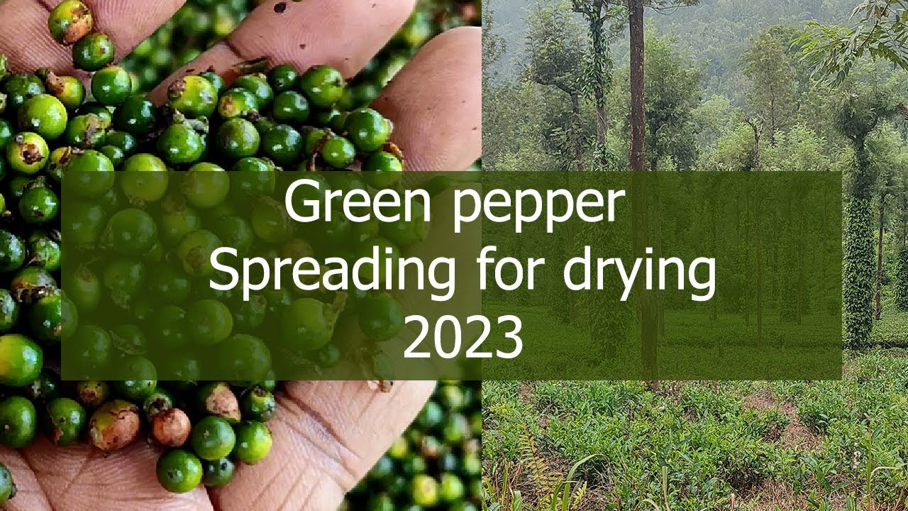 Green Pepper Spreading for drying - YouTube