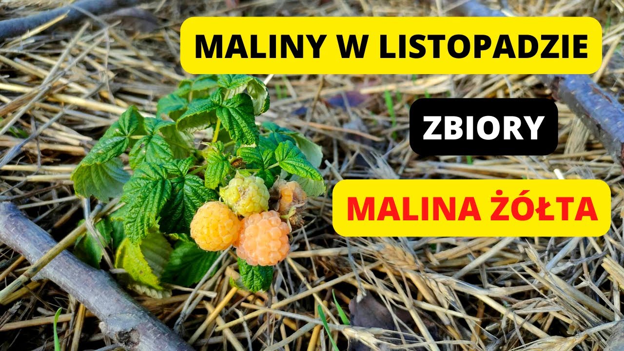 Maliny w listopadzie Uprawa malin żółtych Kiedy owocują maliny jesienne ...