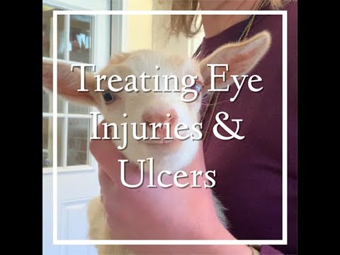 Treating Goat Eye Injuries & Ulcers - YouTube