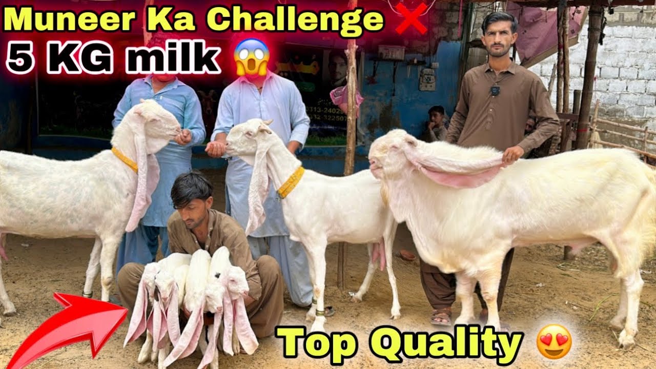 Muneer Goat Farm Sudani Dumba Or Pateri Ghulabi Bakriyan Le Aya 😍 ...