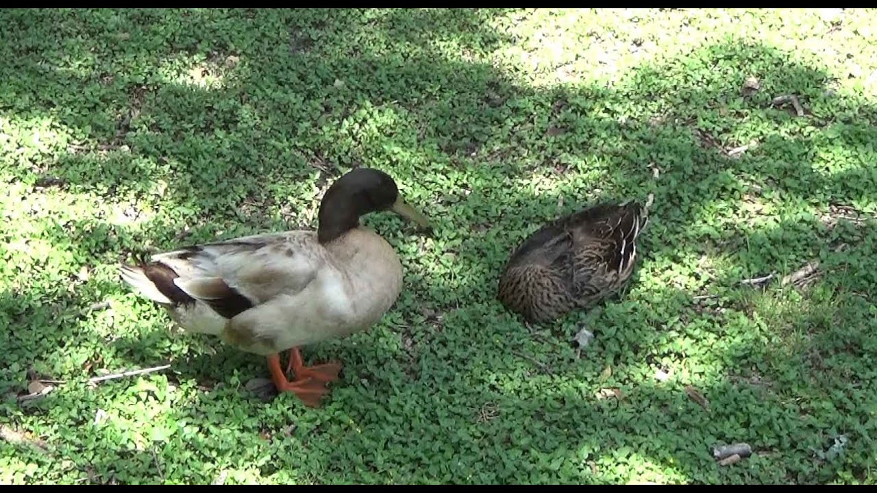 Texas Duck Pond - 🦆Mallard_2 #MallardHen - YouTube
