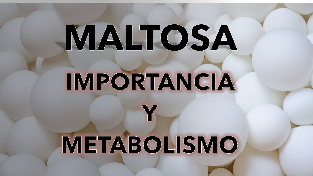 MALTOSA: IMPORTANCIA Y METABOLISMO (NIVEL MEDIO-SUPERIOR) - YouTube