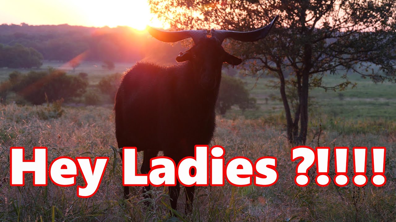 The Spanish Nannies are Getting Closer To Breeding Season - YouTube